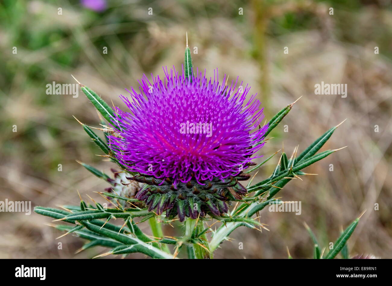 Thistle and rose hi-res stock photography and images - Alamy
