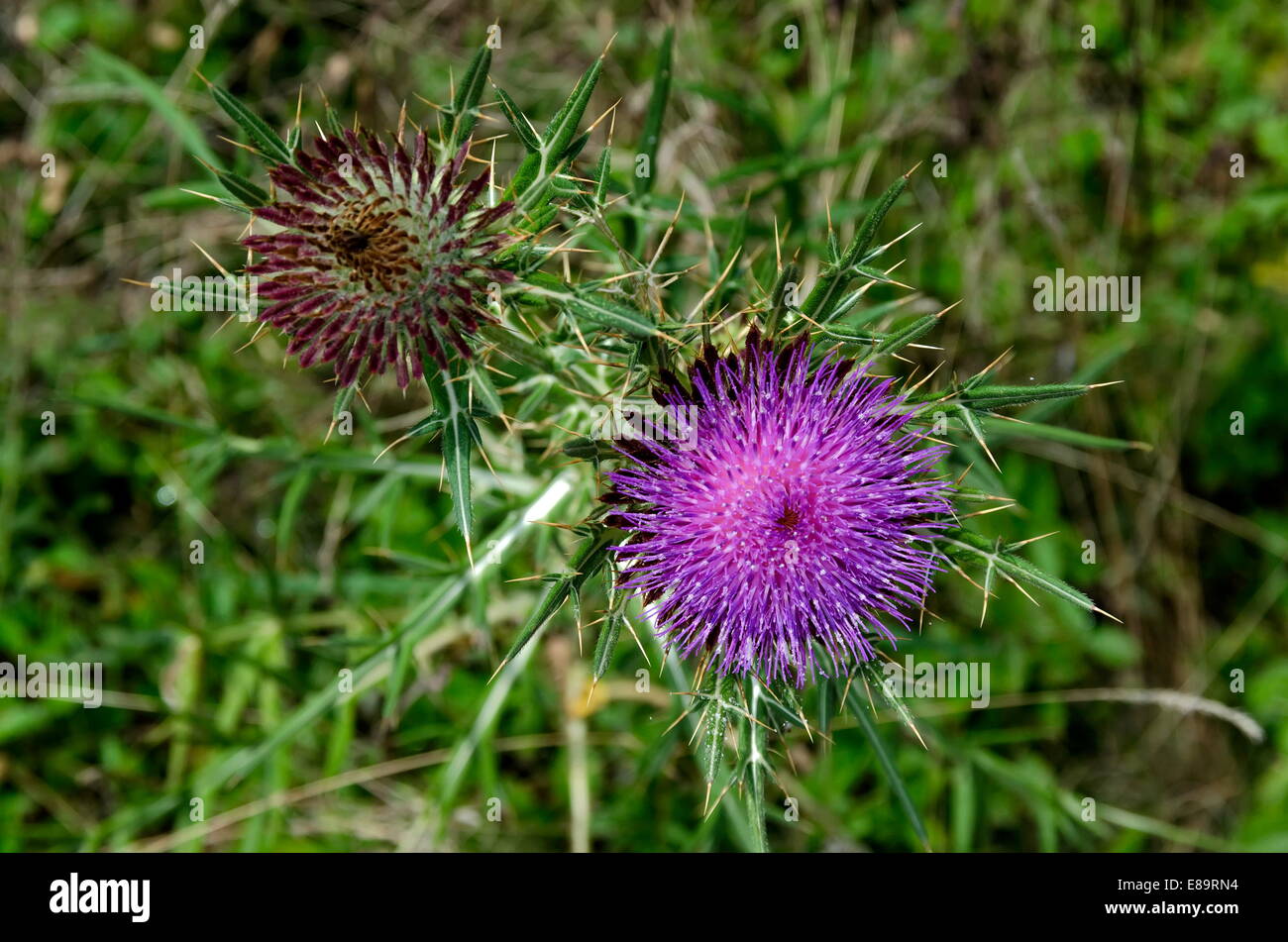 Thistle and rose hi-res stock photography and images - Alamy