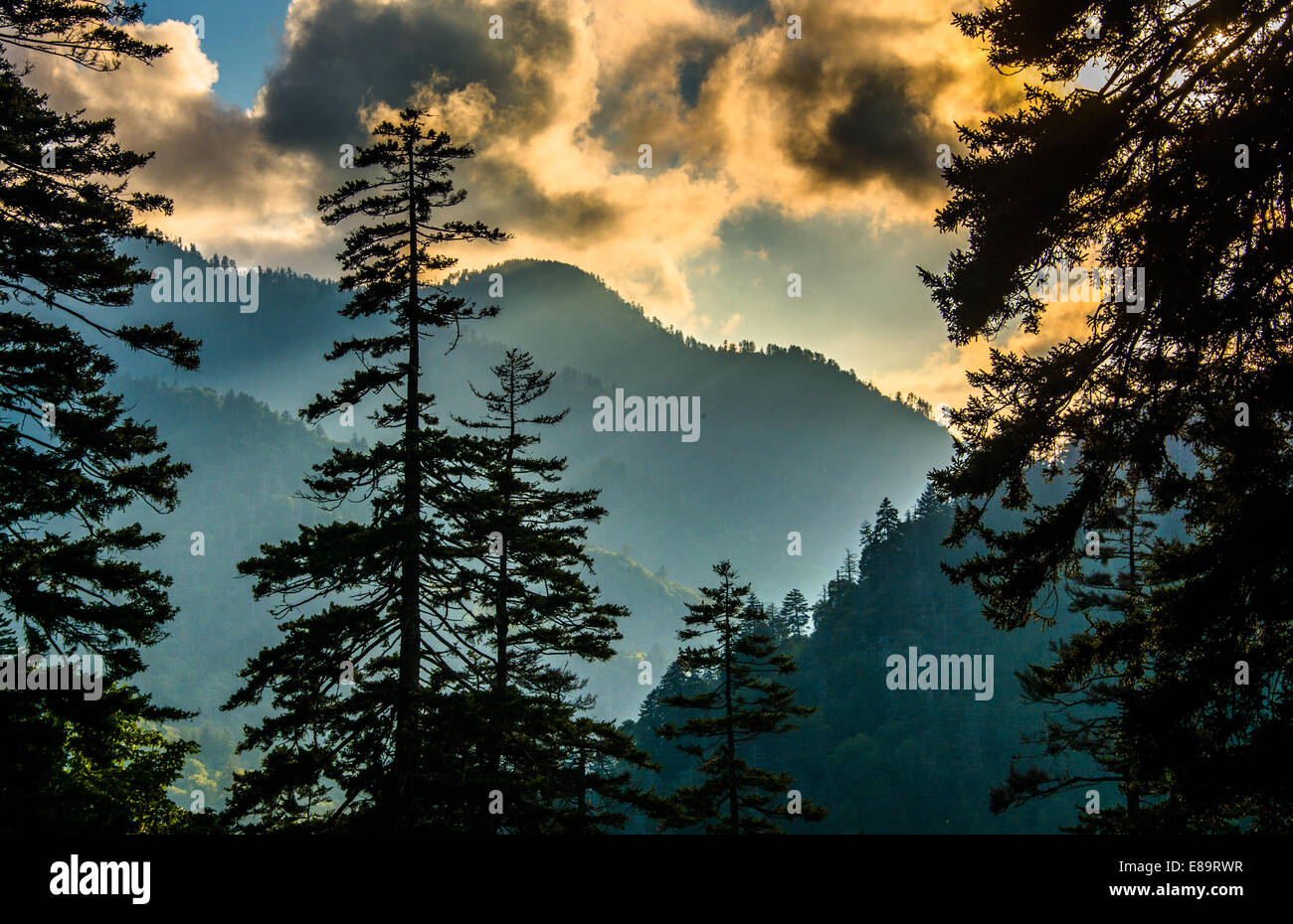 Evening view through pine trees from an overlook on Newfound Gap Road ...
