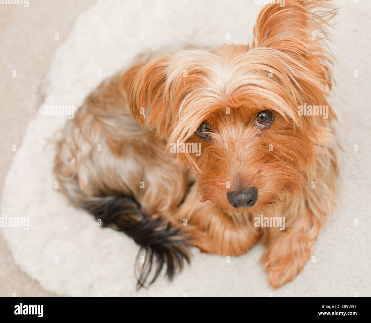 Yorkshire terrier looking up Stock Photo - Alamy