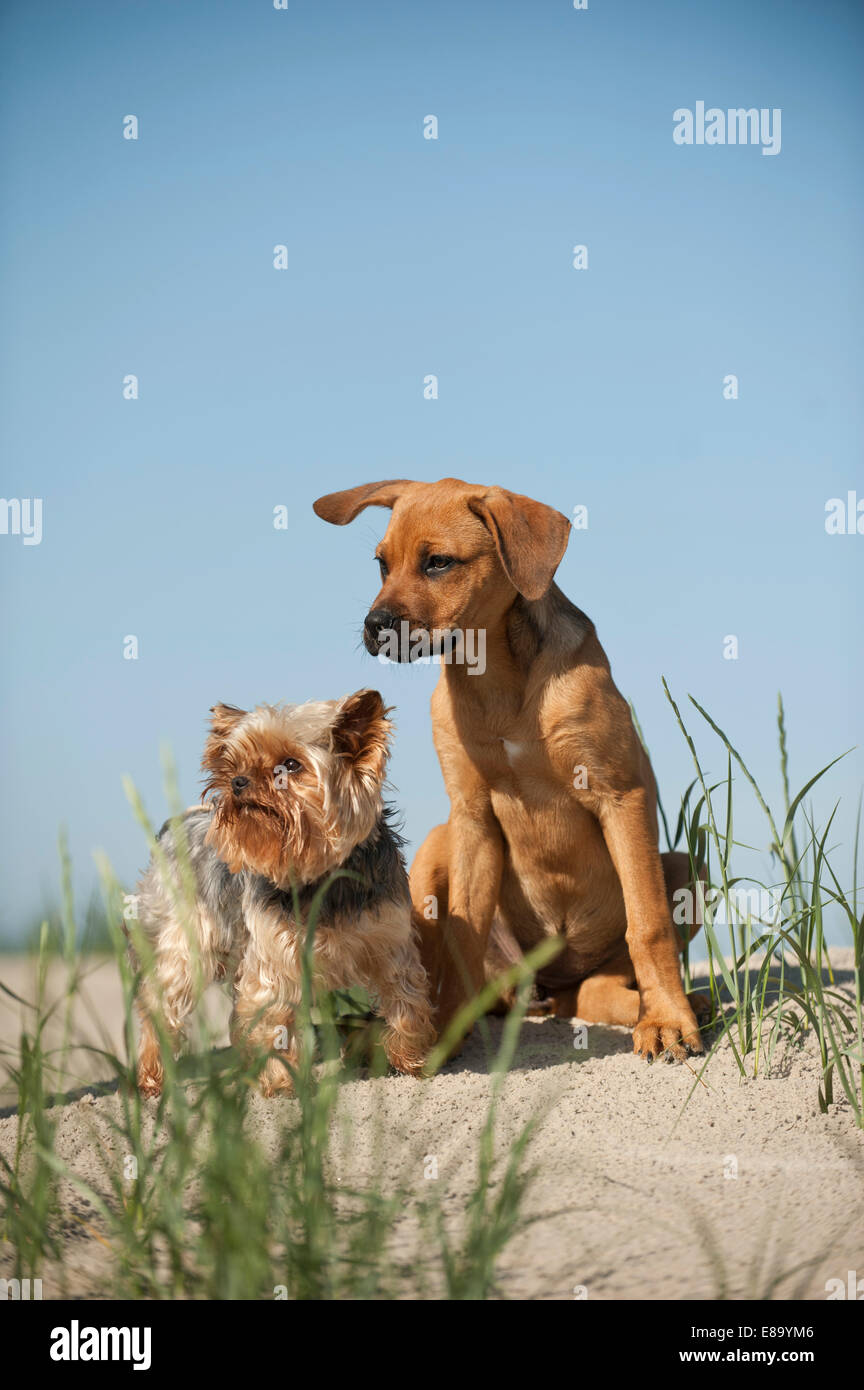 Yorkie Pitbull Mix