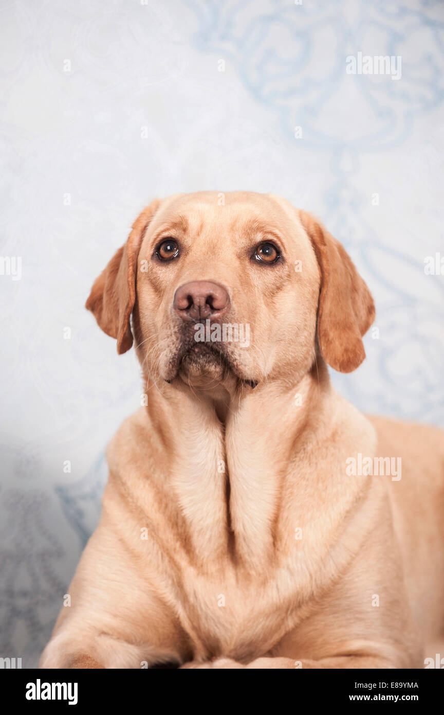 Labrador Retriever, portrait Stock Photo - Alamy