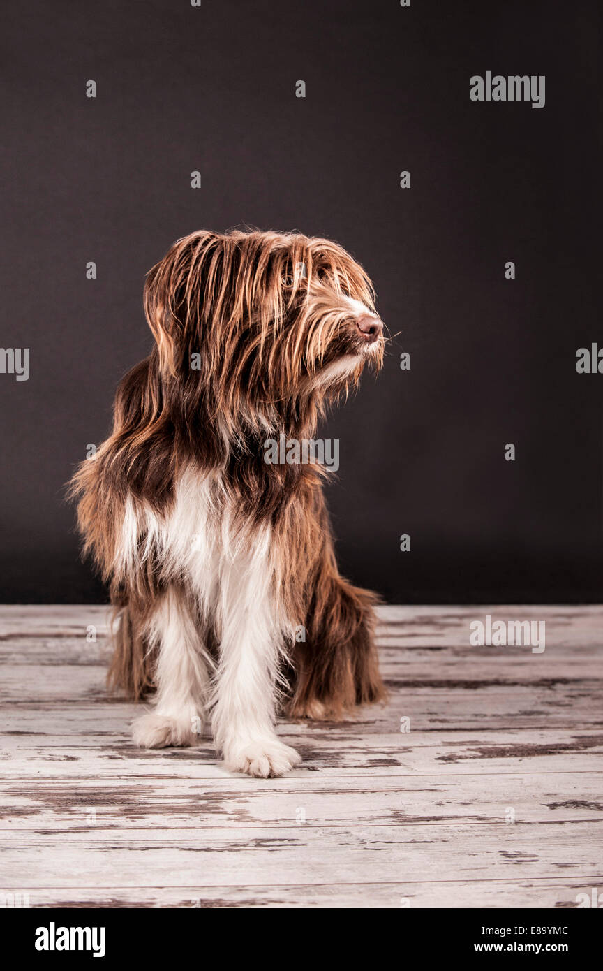Brown mixed breed dog hi-res stock photography and images - Alamy