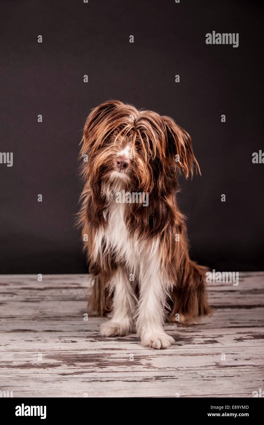 Sitting brown mixed-breed dog Stock Photo - Alamy