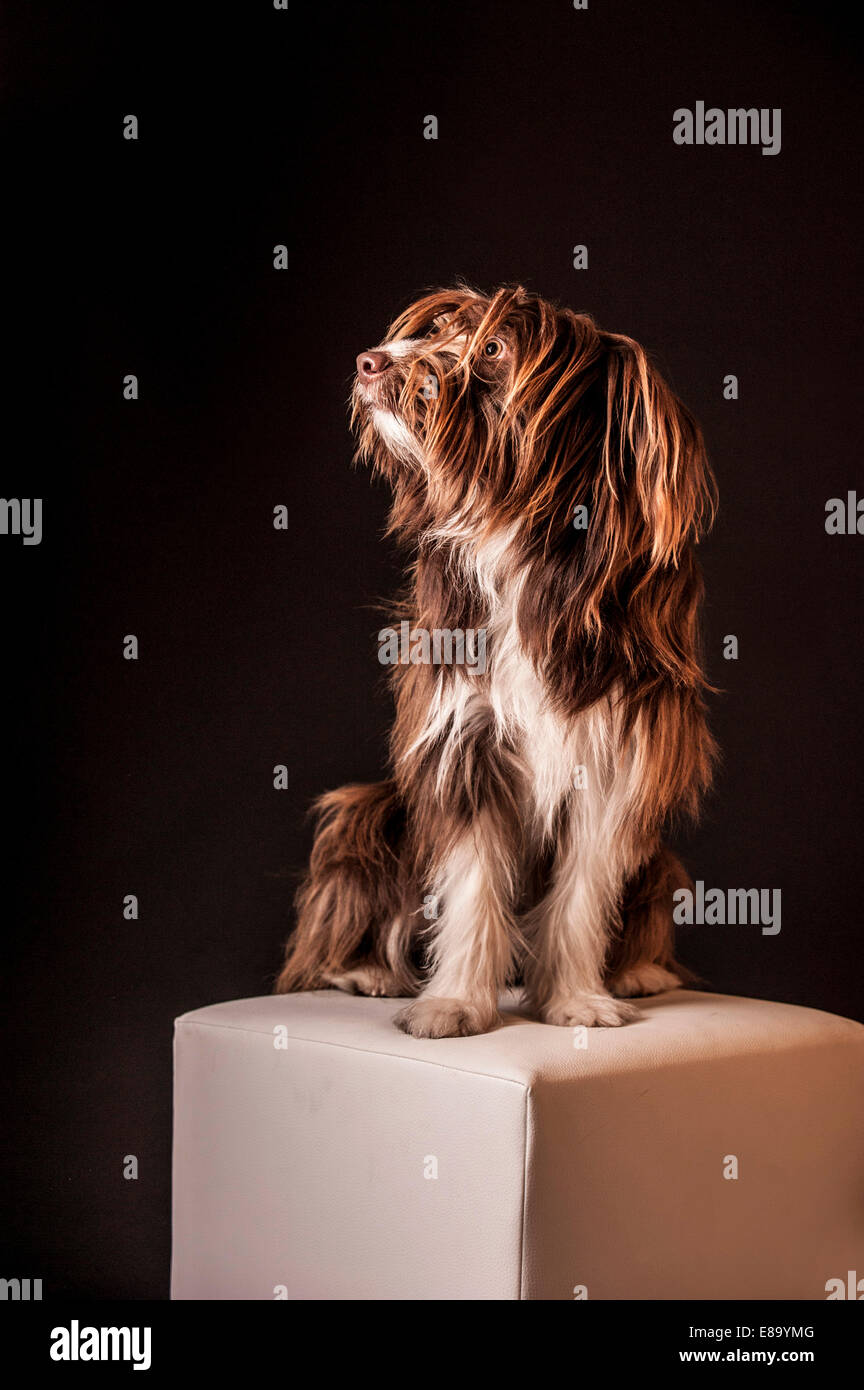 Dog on stool hi-res stock photography and images - Alamy