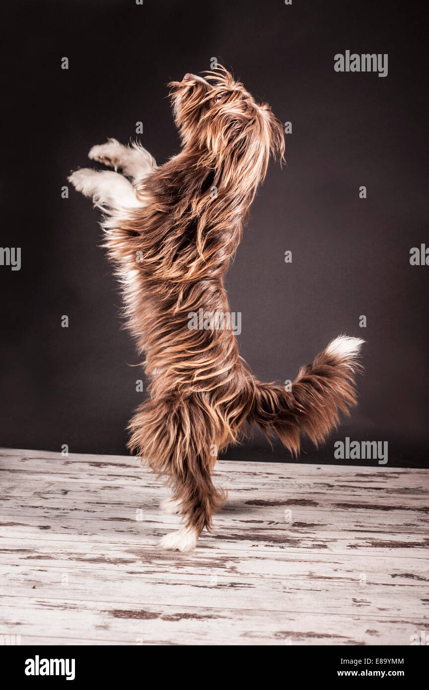 Long hind legs hi-res stock photography and images - Alamy