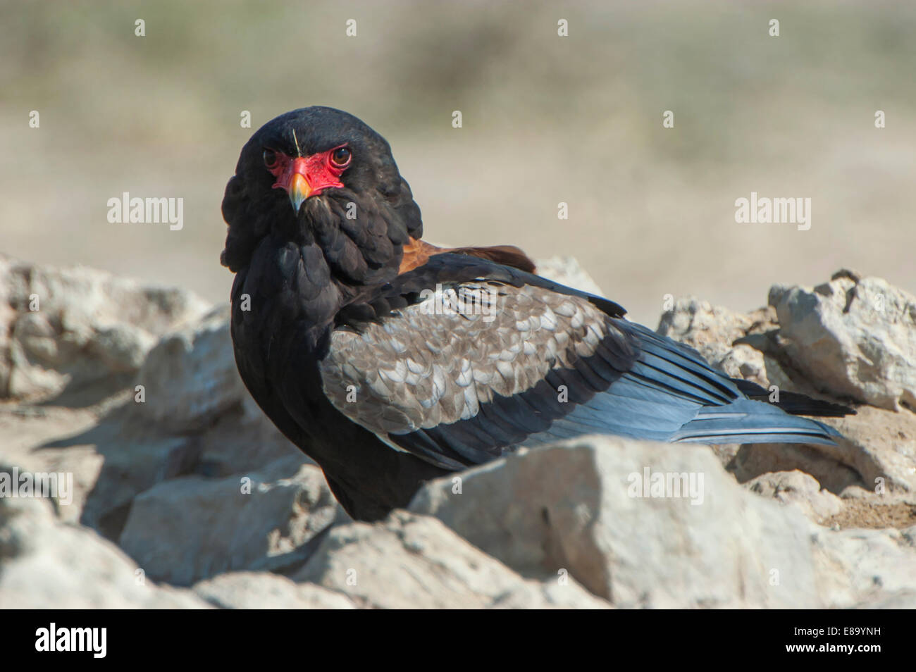 Bateleur (Terathopius ecaudatus), Chobe Riverfront, Chobe National Park ...