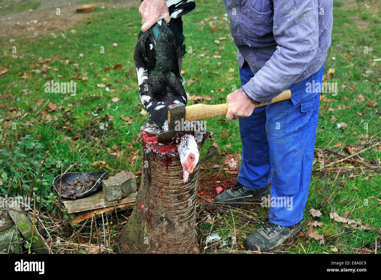 Slaughtering block for poultry hi-res stock photography and images - Alamy