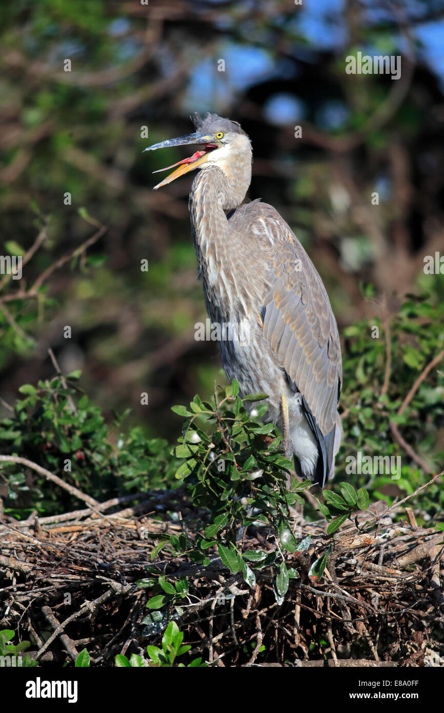 Great Blue Heron (Ardea herodias), subadult, with open beak, Venice ...