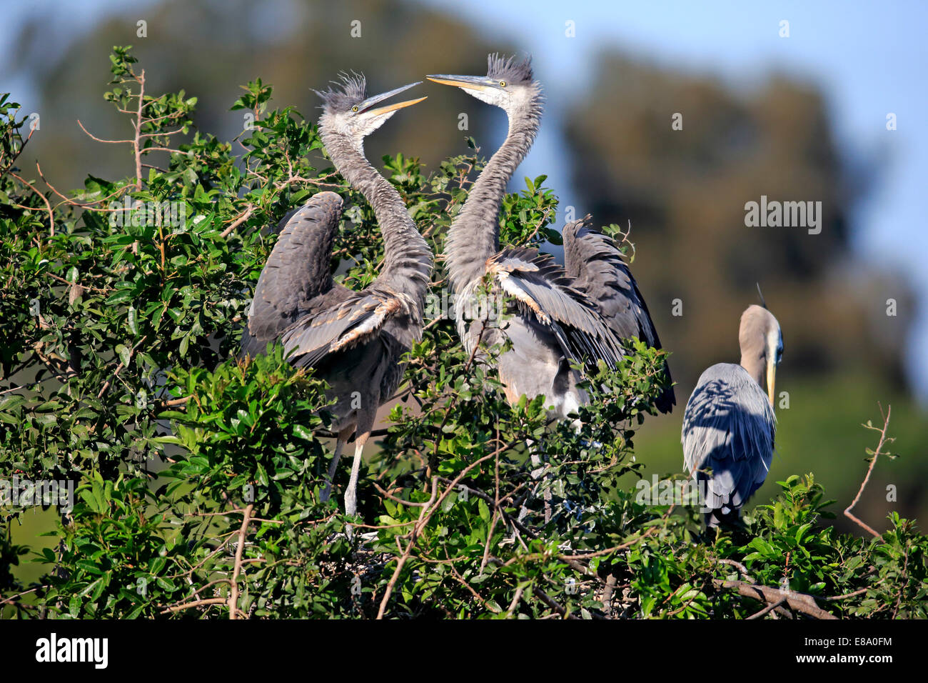 Great Blue Heron (Ardea herodias), subadult, at nest, Venice Rookery ...