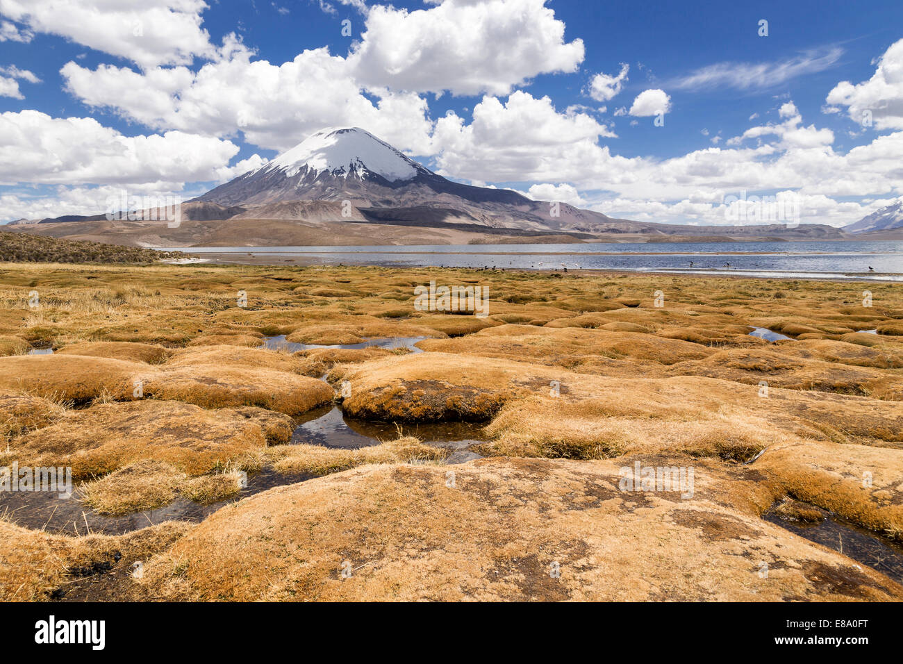 Lago Chungará lake, Lauca National Park, northern Chile Stock Photo - Alamy