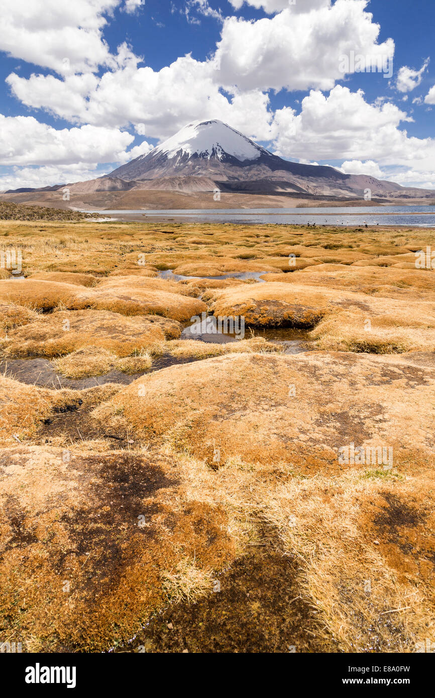 Lago Chungará lake, Lauca National Park, northern Chile Stock Photo - Alamy