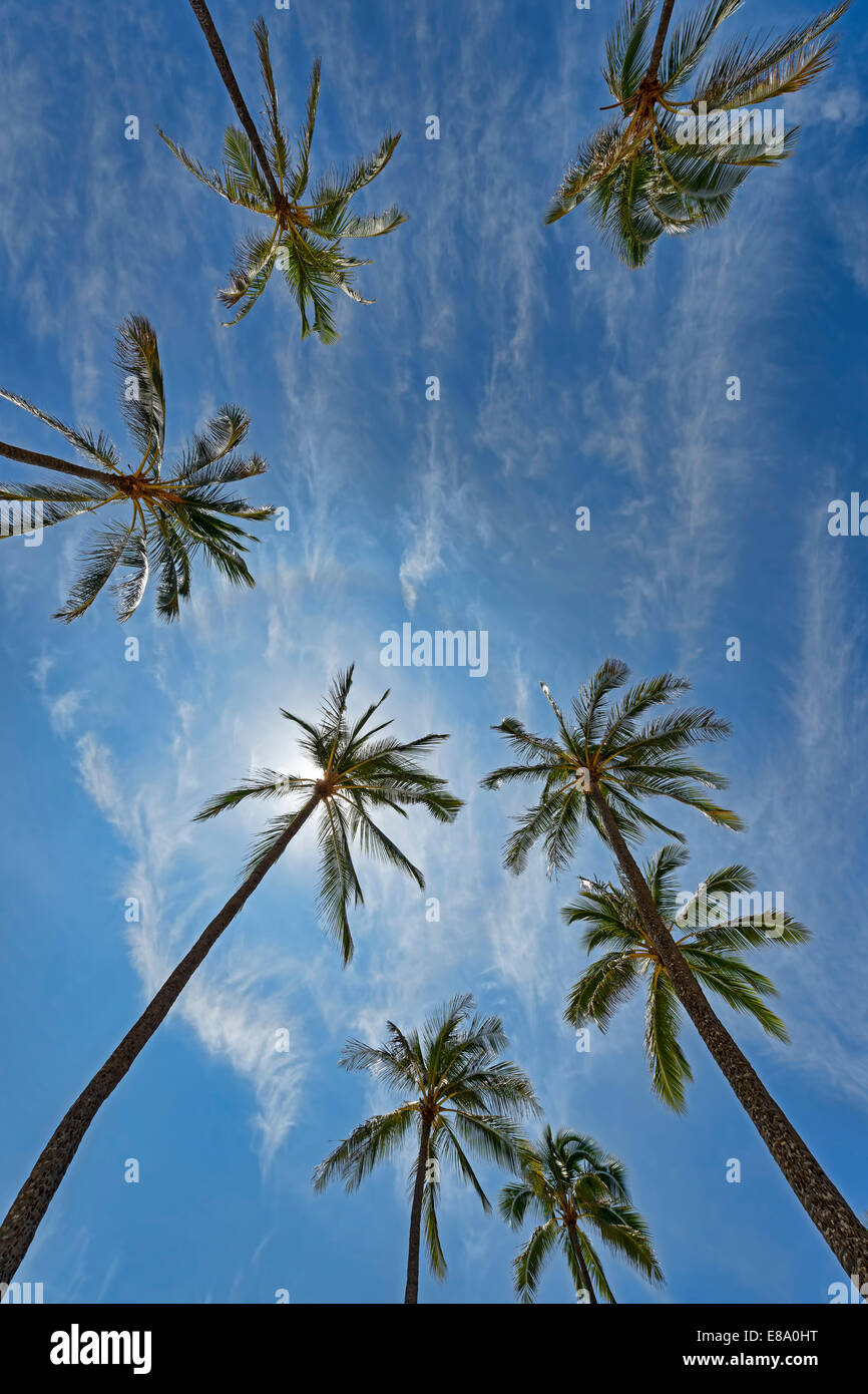 Oahu palm trees hi-res stock photography and images - Alamy