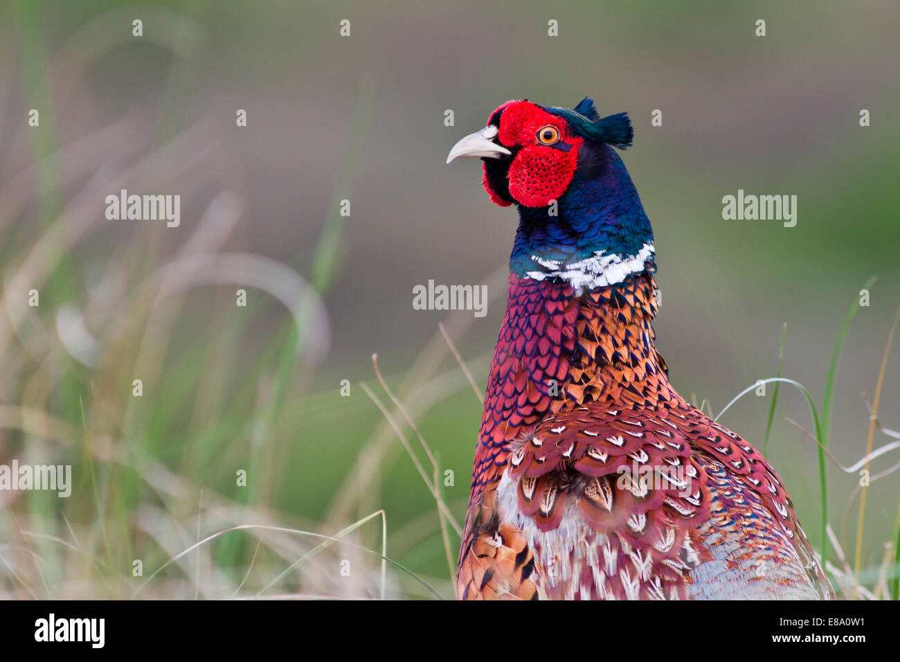 Pheasant (Phasianus colchicus), portrait, Texel, The Netherlands Stock ...