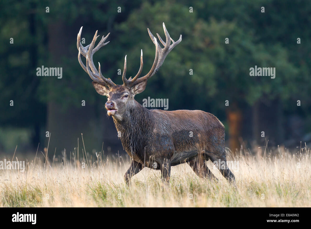 Red Deer (Cervus elaphus), stag, Copenhagen, Denmark Stock Photo - Alamy