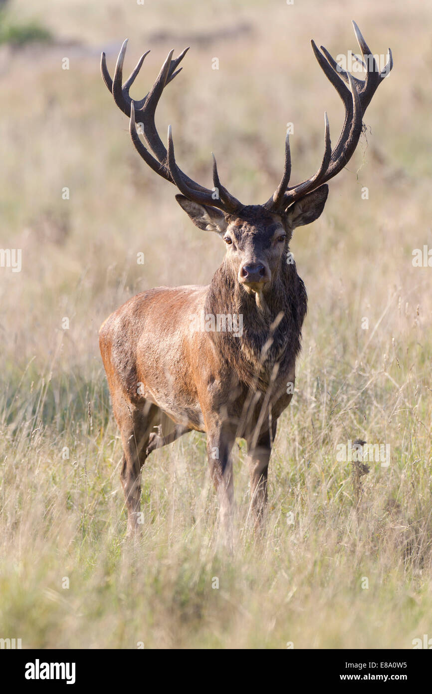Red Deer (Cervus elaphus), stag, Copenhagen, Denmark Stock Photo - Alamy