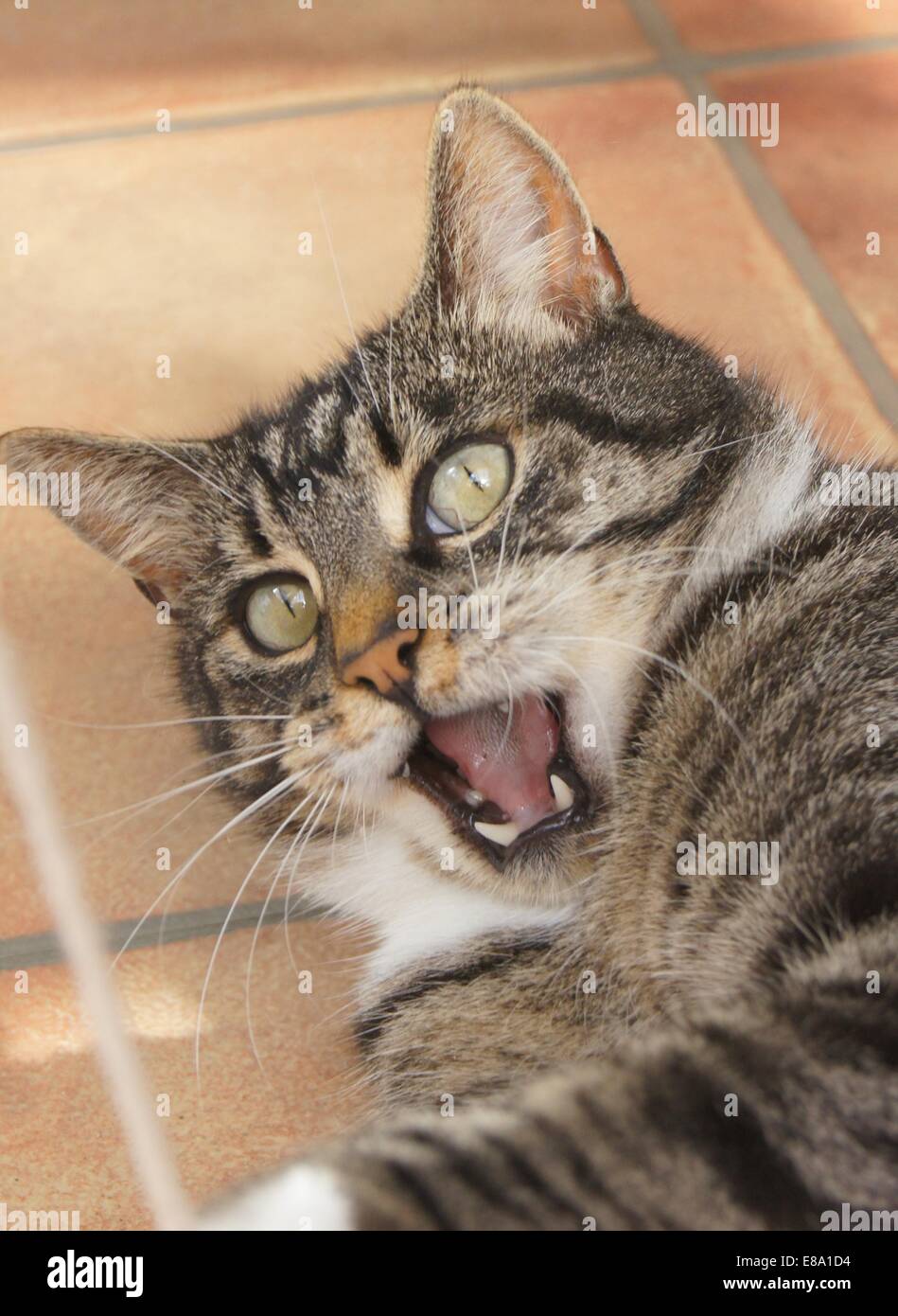 Baring teeth hi-res stock photography and images - Alamy