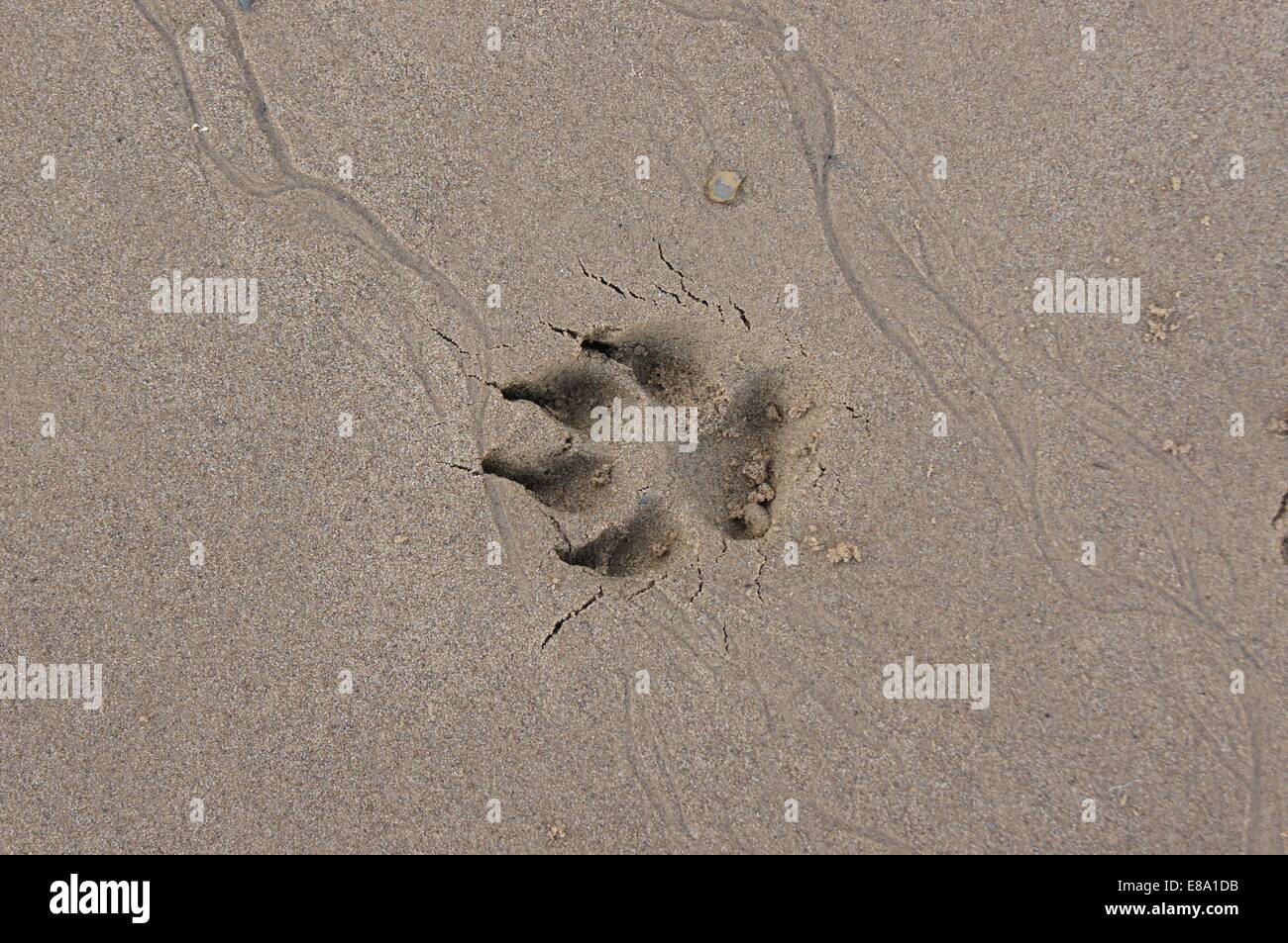 Dogs footprint on beach Stock Photo - Alamy