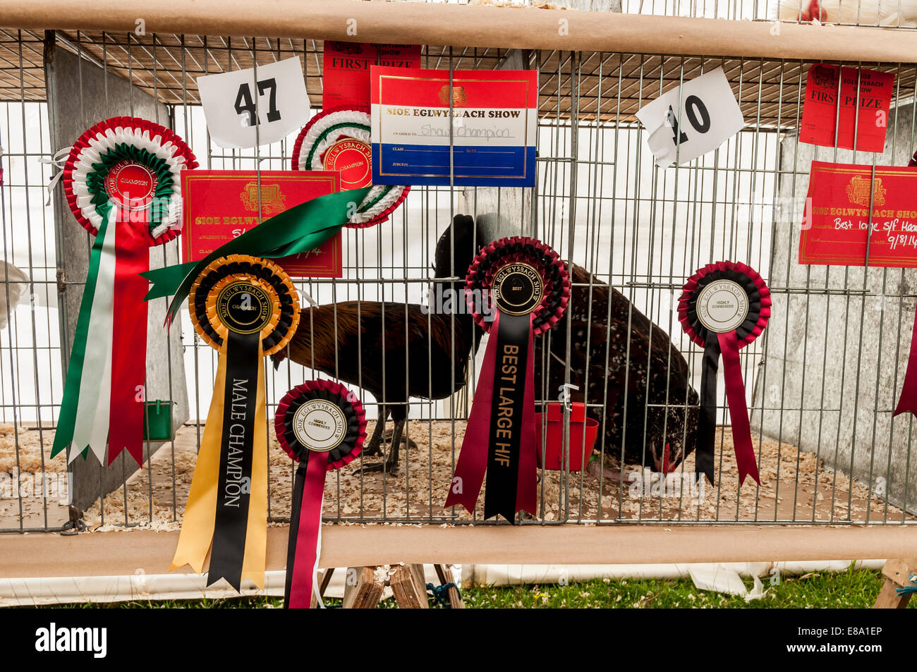 Show chickens hi-res stock photography and images - Alamy