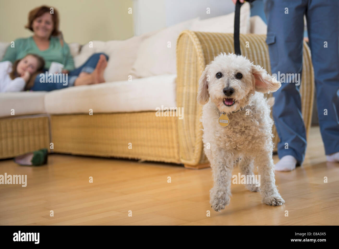 Dog his ready for walk with girl Stock Photo - Alamy