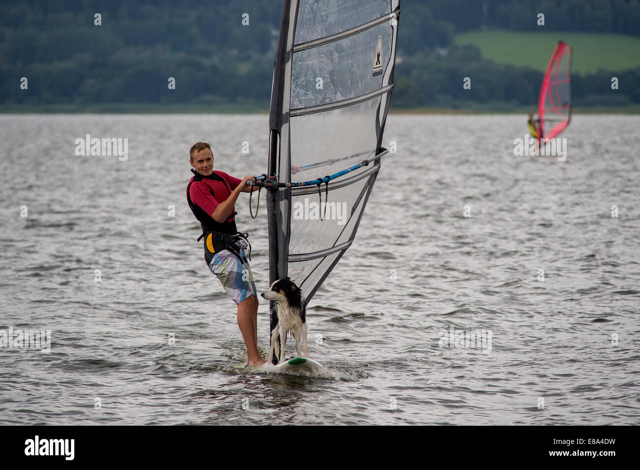 dog on the windsurf Stock Photo - Alamy