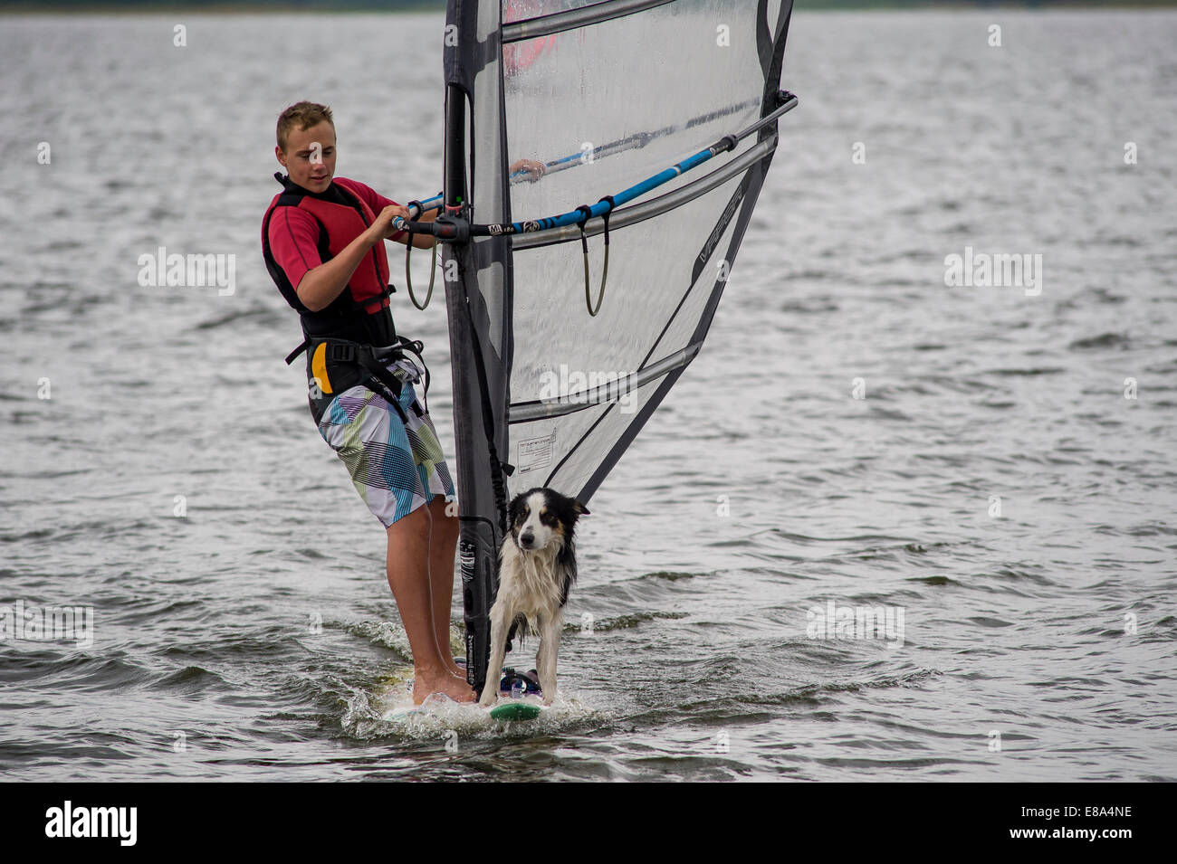 dog on the windsurf Stock Photo - Alamy