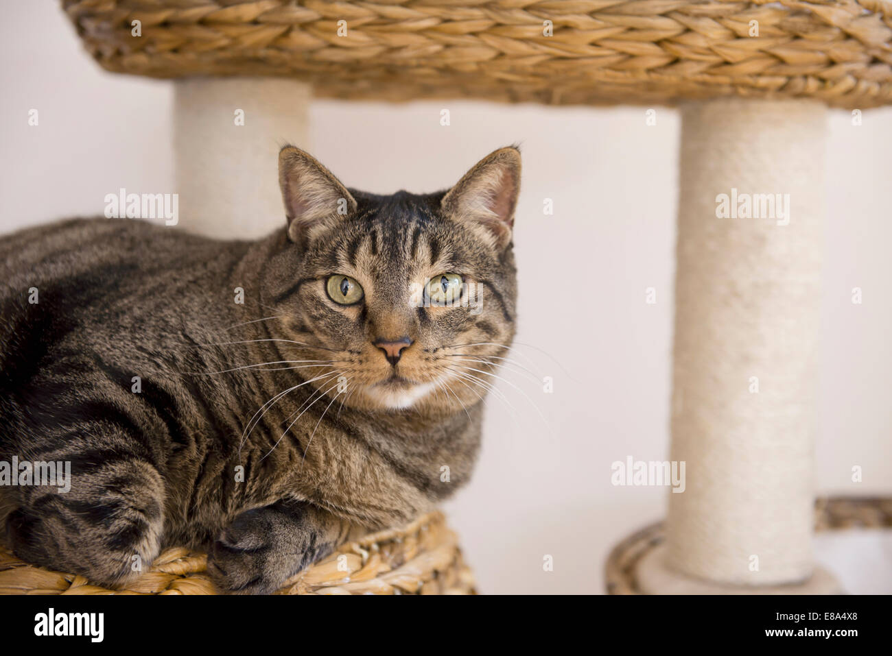 Tabby cat lying on scratching post Stock Photo - Alamy