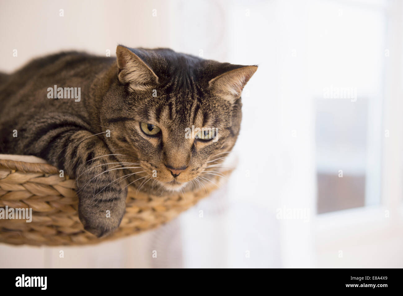 Tabby cat lying on scratching post Stock Photo - Alamy