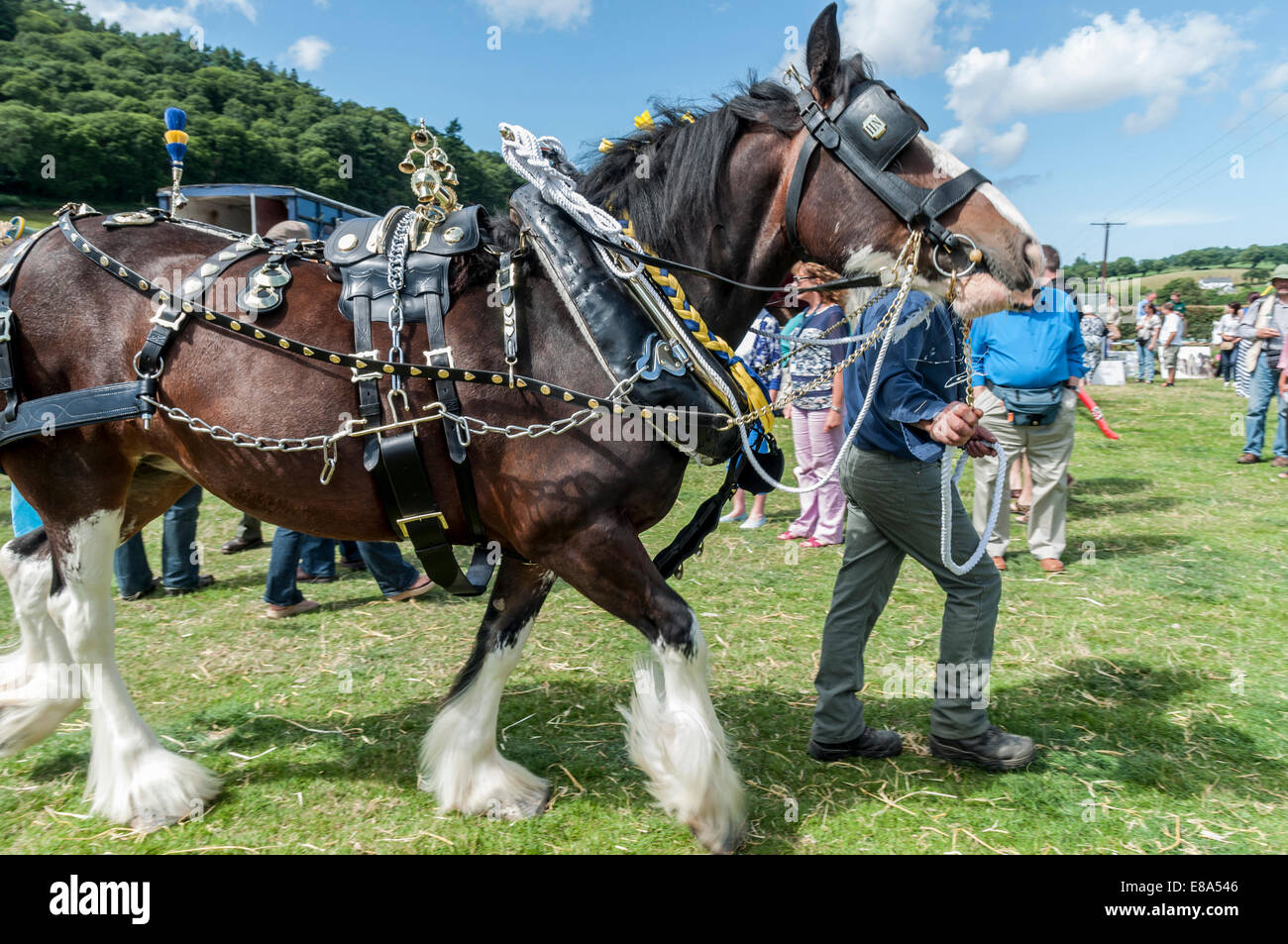 Shire Horse Heavy Agricultural Stock Photos & Shire Horse Heavy ...