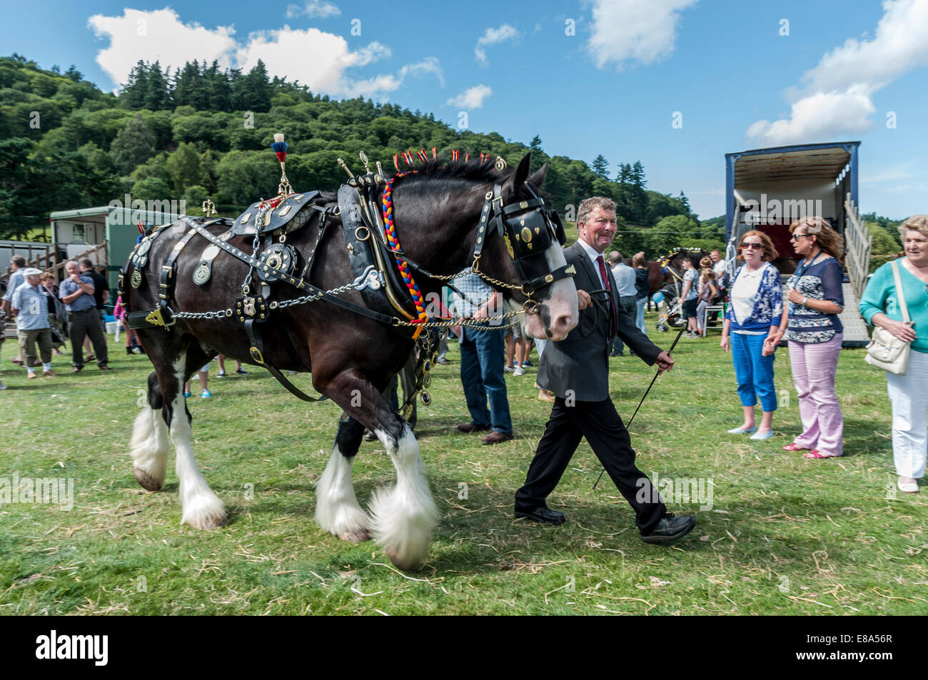 Shire Horse or Heavy Horses at Eglwysbach show North Wales Stock Photo ...