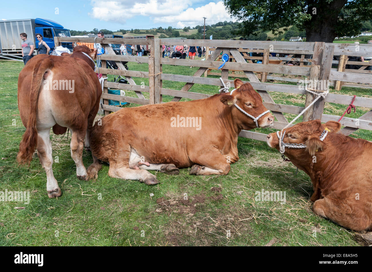 Agricultural show cattle cow hi-res stock photography and images - Alamy