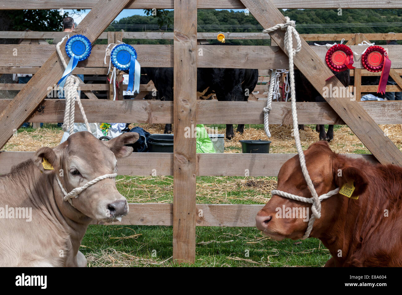 Judging bulls hi-res stock photography and images - Alamy