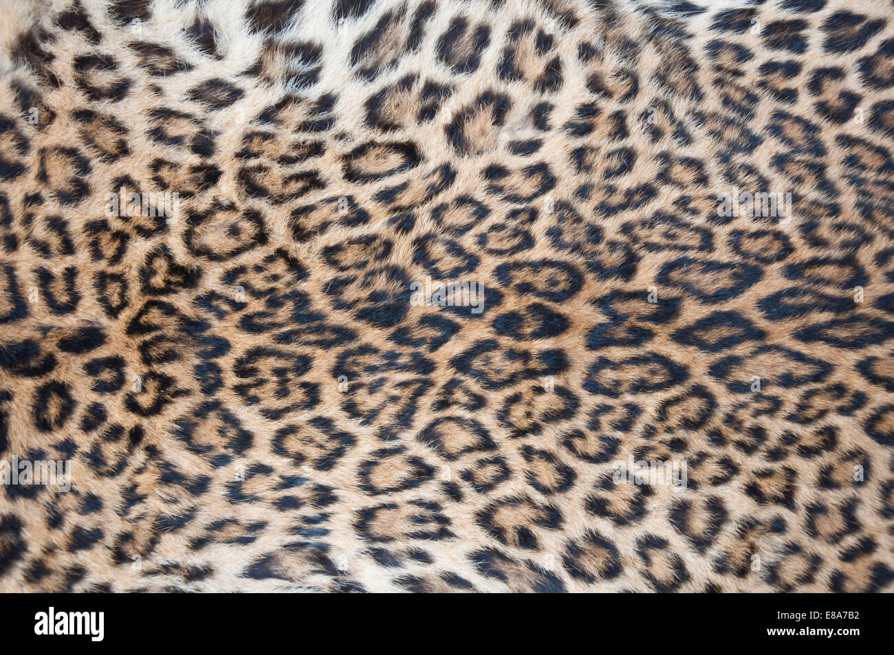 Close up of leopard skin, Nepal Stock Photo - Alamy