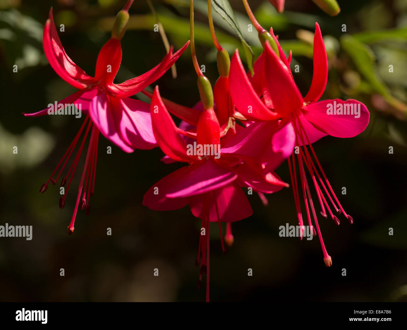 Red Fuchsia Stock Photos & Red Fuchsia Stock Images - Alamy