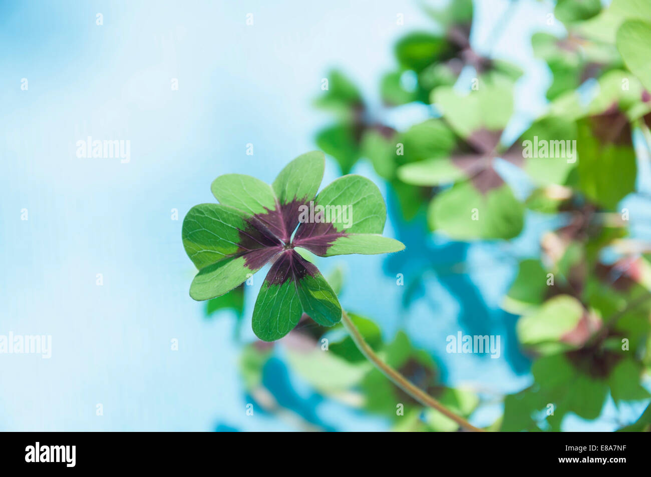 Four leafed clover, close up Stock Photo - Alamy