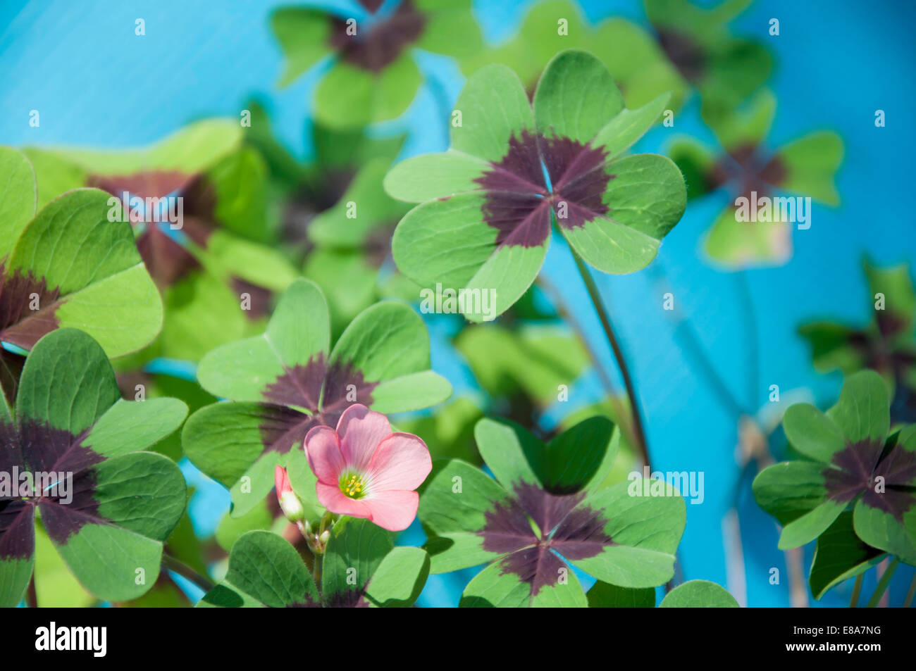 Four leafed clover, close up Stock Photo - Alamy