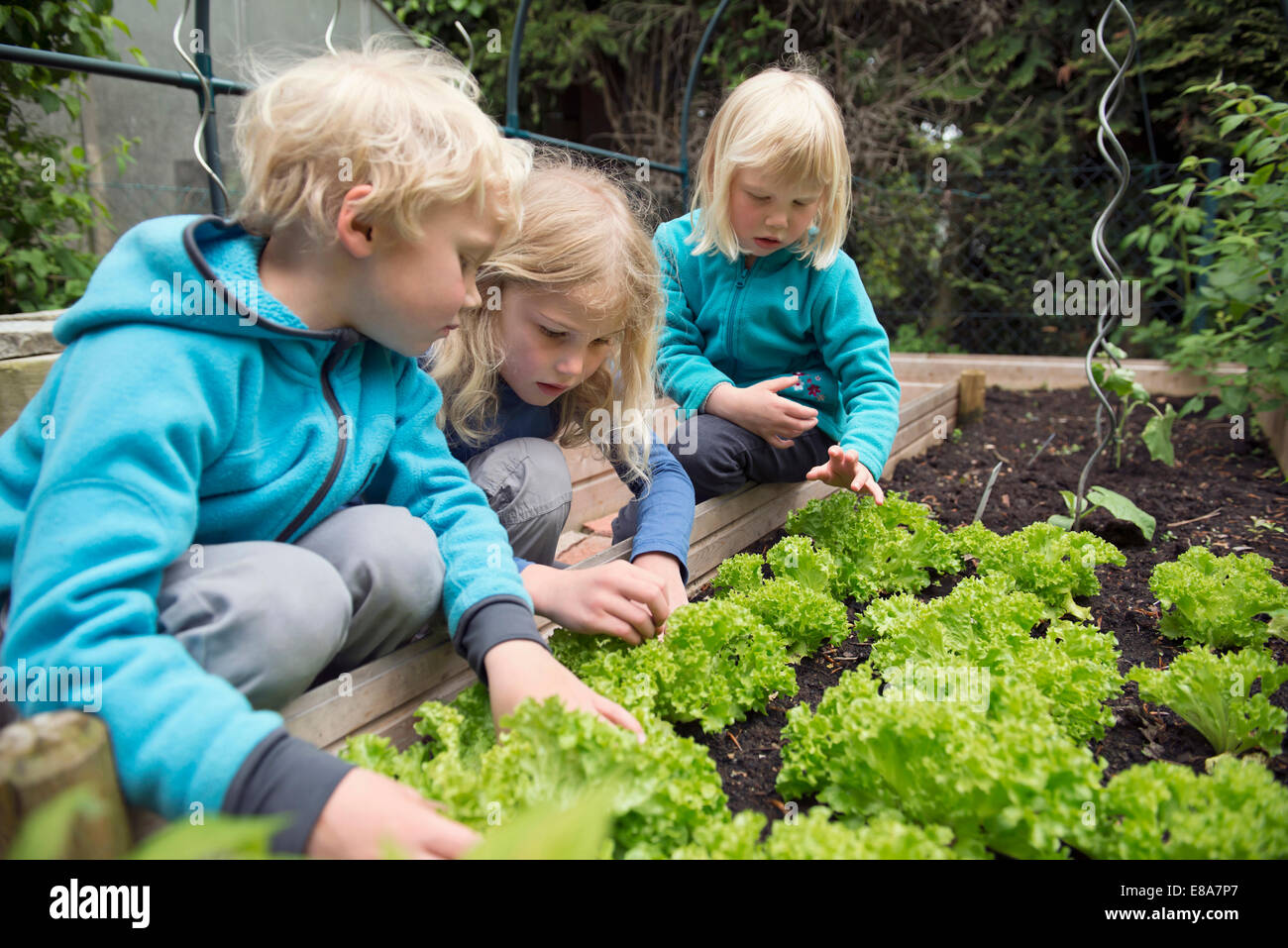 Small blonde kids inspecting vegetable garden Stock Photo - Alamy