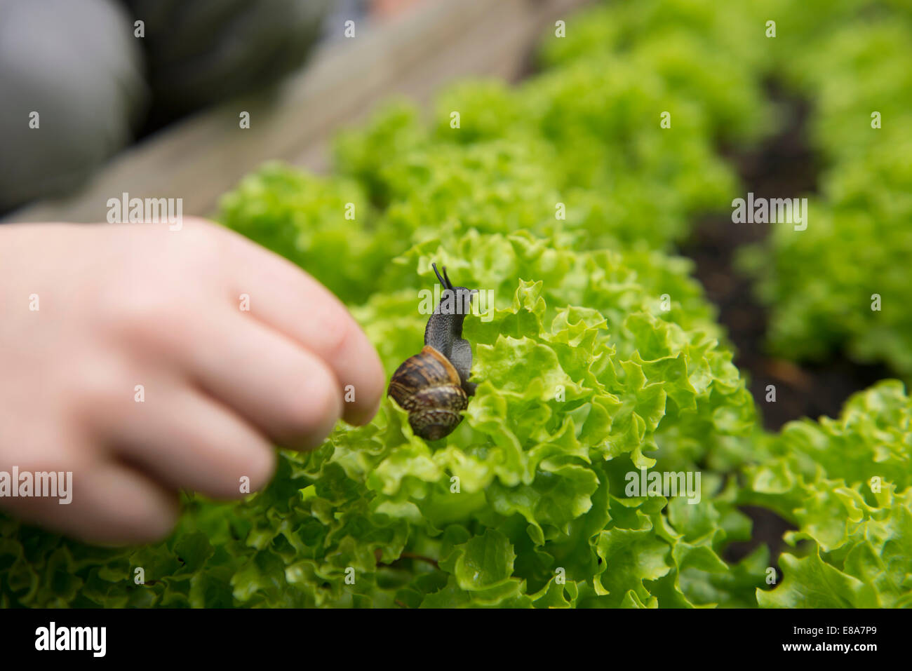 Close up of childs hand picking snail from lettuce Stock Photo - Alamy