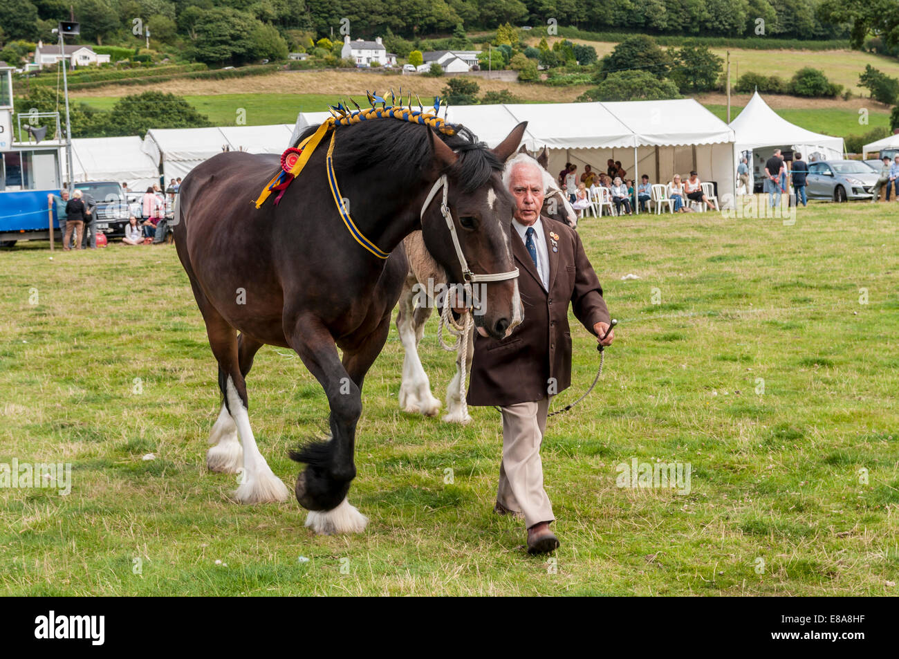 Shire Horse or Heavy Horses at Eglwysbach show North Wales Stock Photo ...