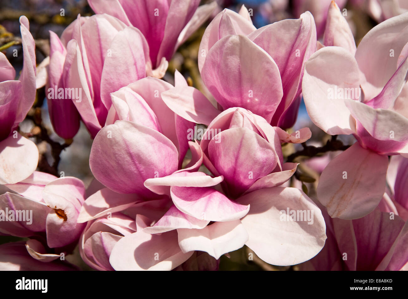 Rose pink magnolia blooms hi-res stock photography and images - Alamy