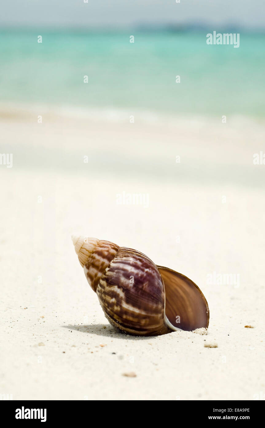 shell at beach, close-up, Koh Lipe, Thailand Stock Photo - Alamy