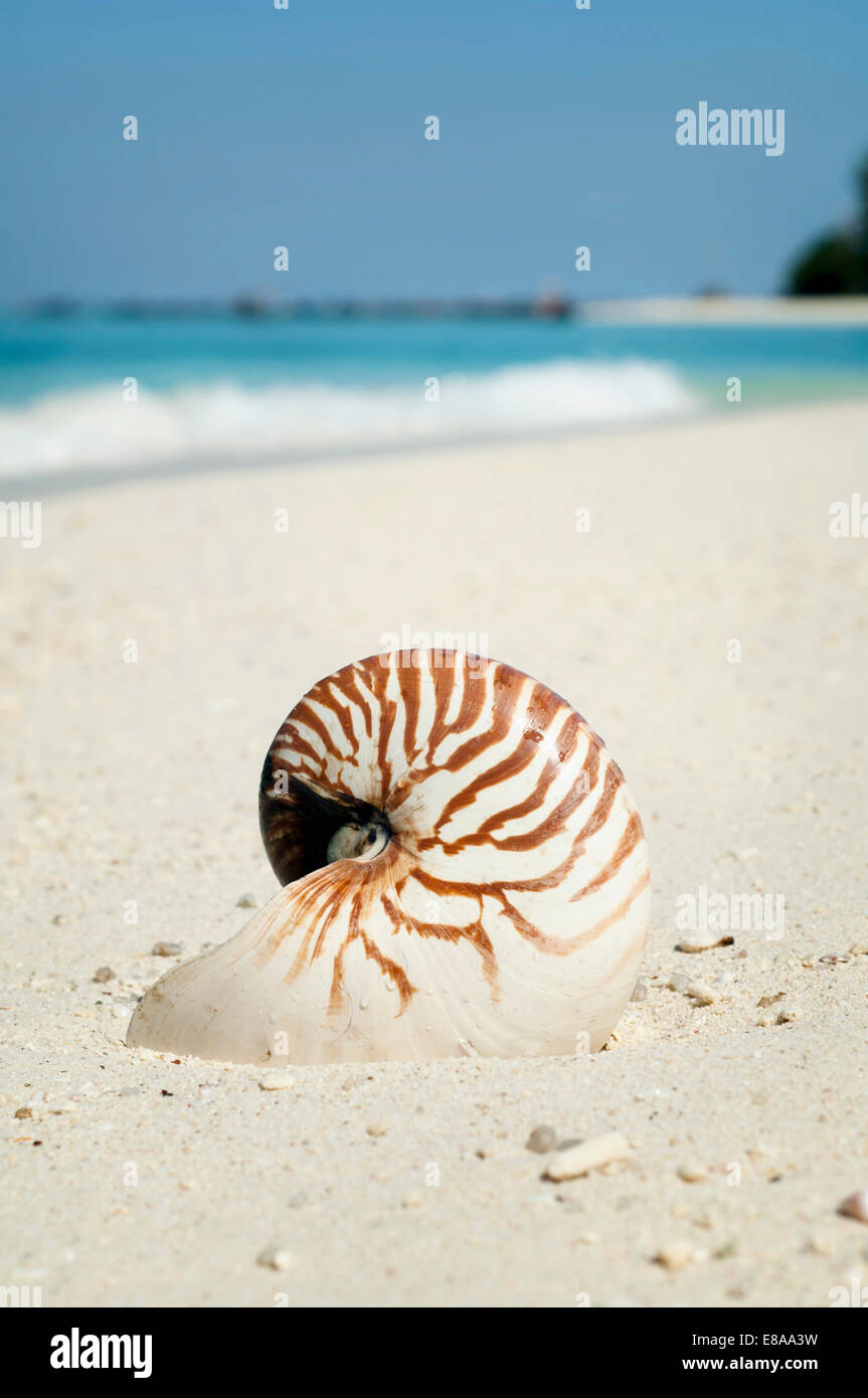 nautilus at beach, close-up, Koh Lipe, Thailand Stock Photo - Alamy
