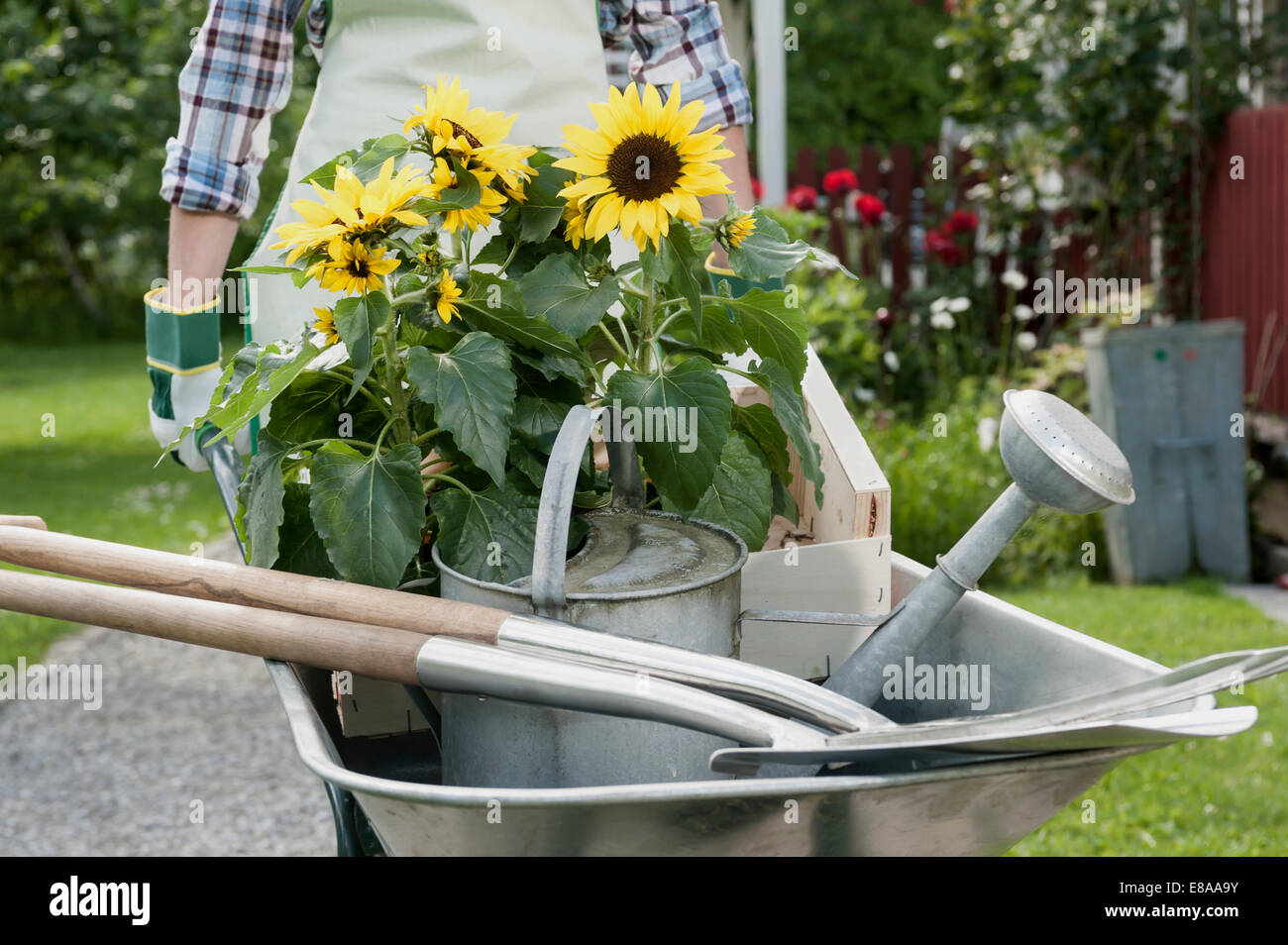 Detail woman pushing wheelbarrow garden Stock Photo - Alamy