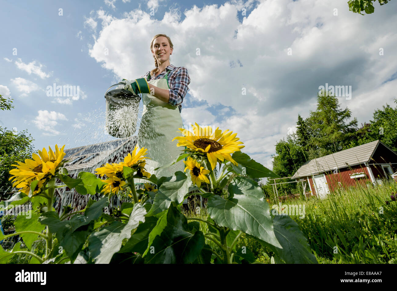 Woman sunflower garden hi-res stock photography and images - Alamy