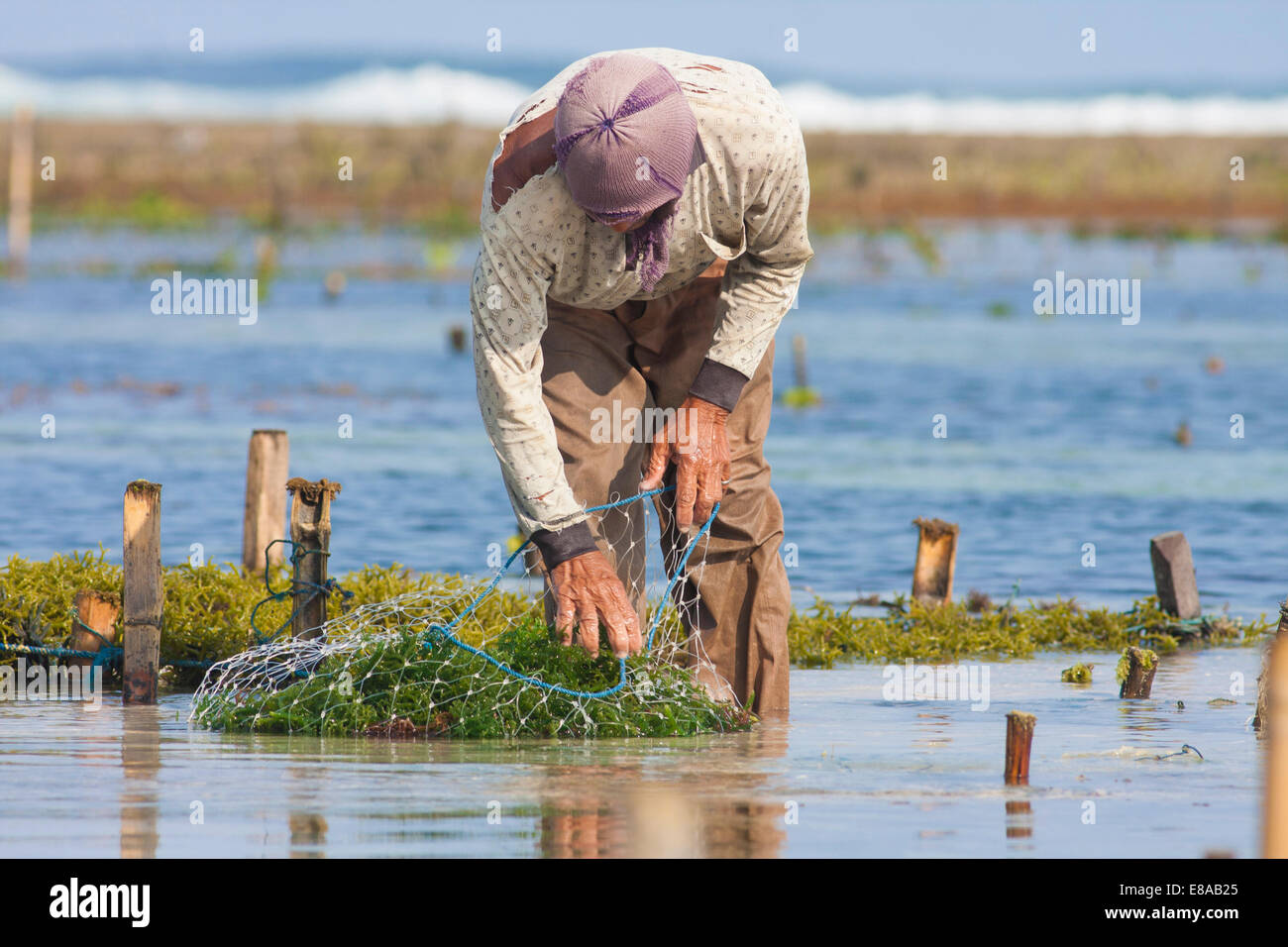 Seaweed farmer harvesting seaweed, Bali, Indonesia Stock Photo - Alamy
