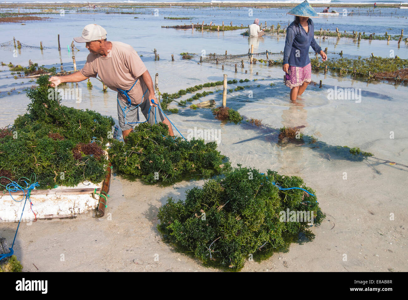 Seaweed farmer harvesting seaweed, Bali, Indonesia Stock Photo - Alamy