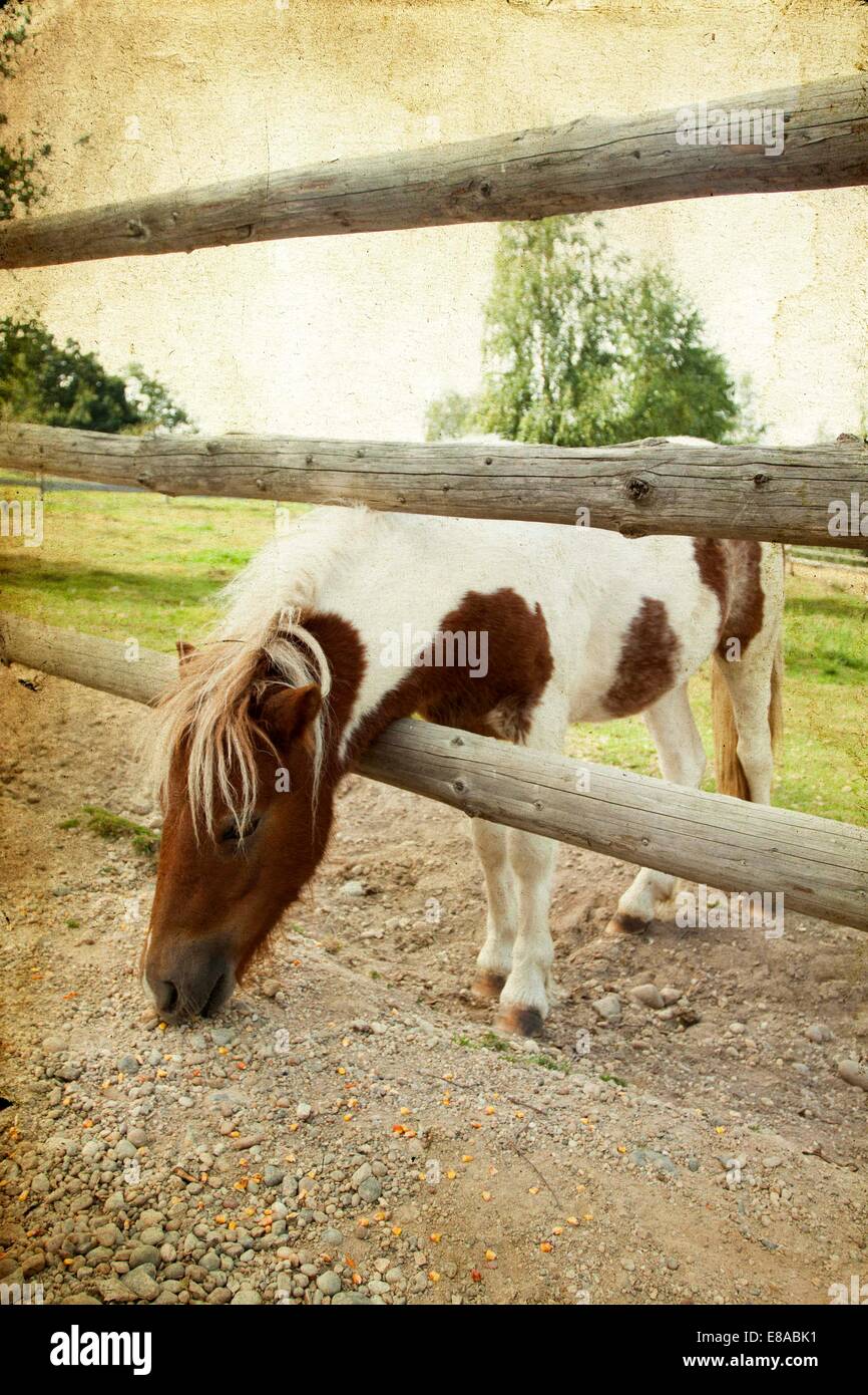 Vintage photo of a pony on the farm Stock Photo - Alamy