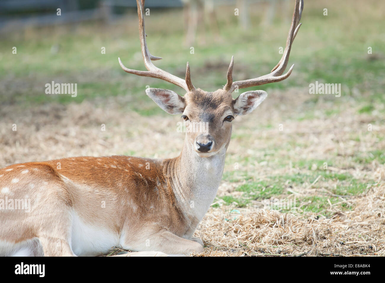 Female axis deer doe and fawn hi-res stock photography and images - Alamy