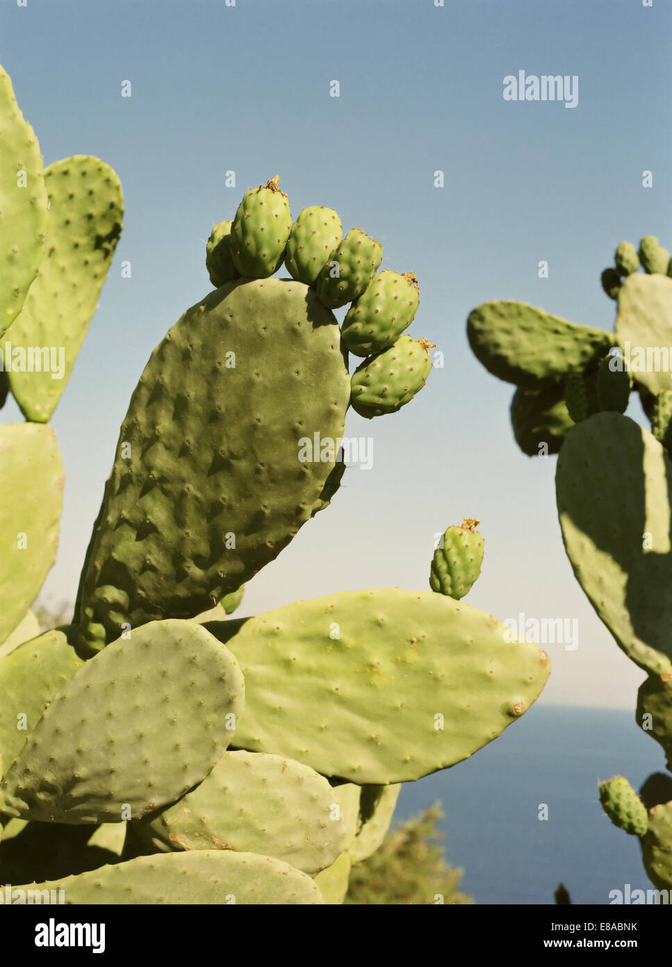 A cactus which resembles a foot Stock Photo - Alamy