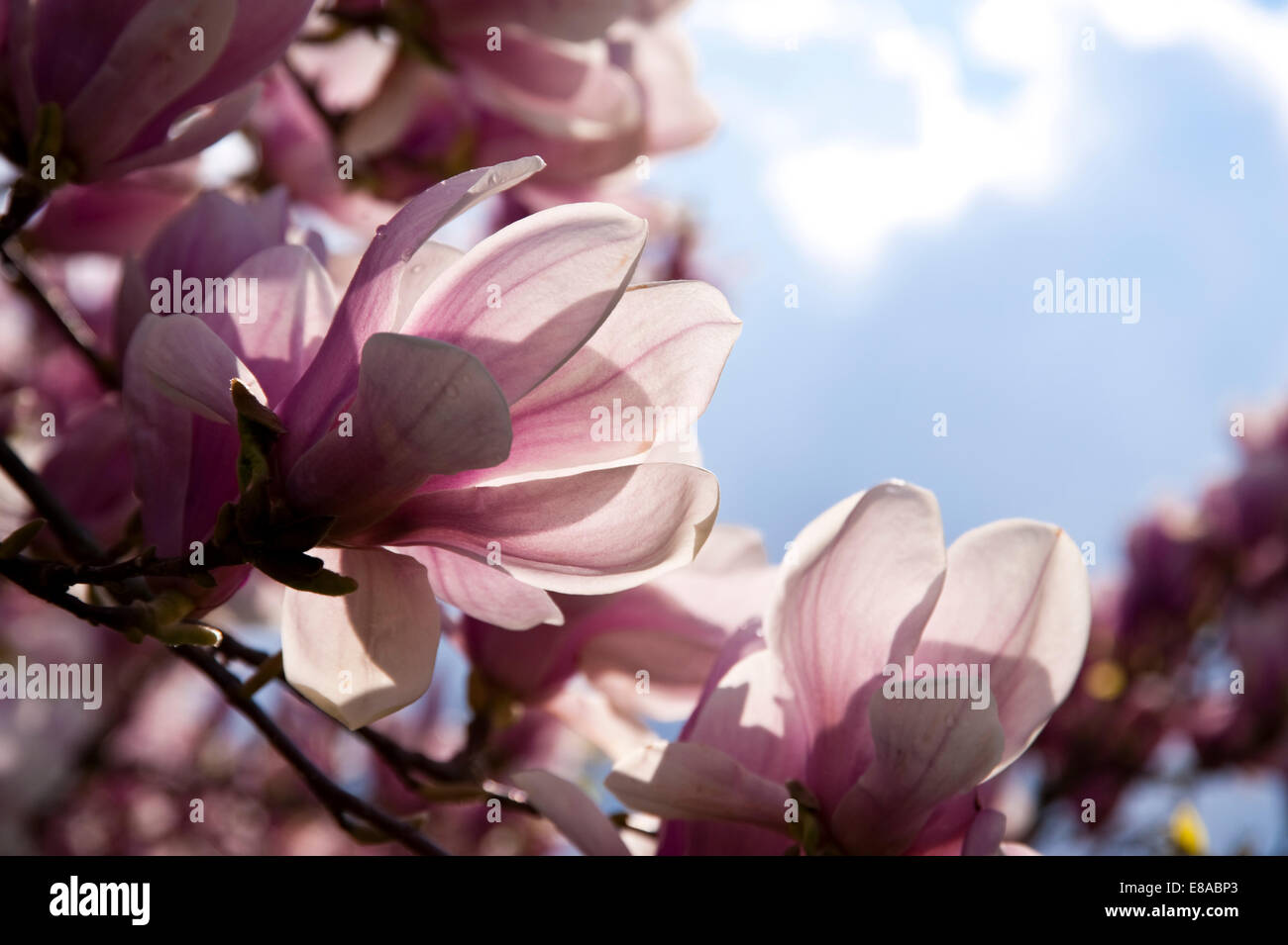 Rose pink magnolia blooms hi-res stock photography and images - Alamy